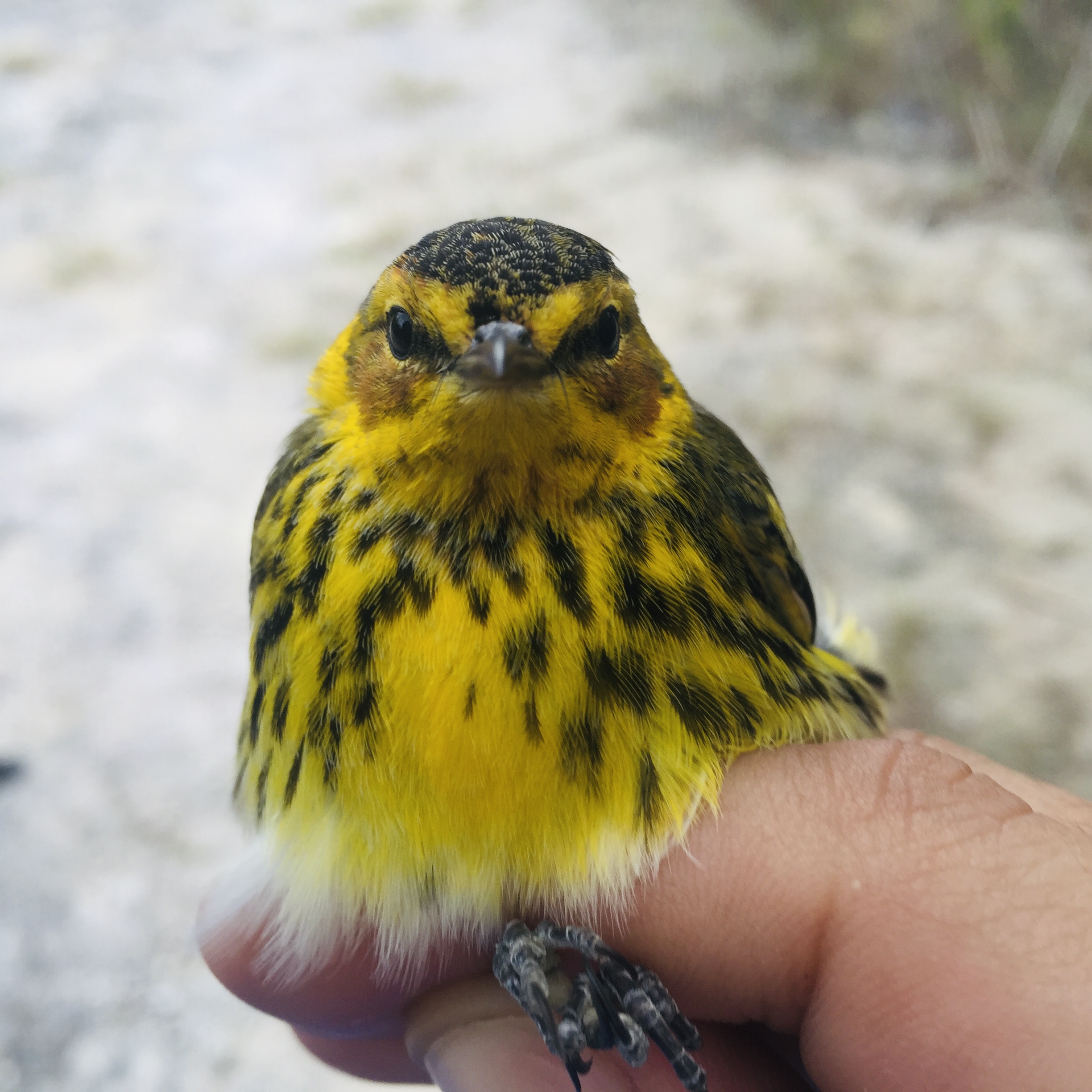 ECR feature: Letícia Soares on migratory birds and their pathogens ...