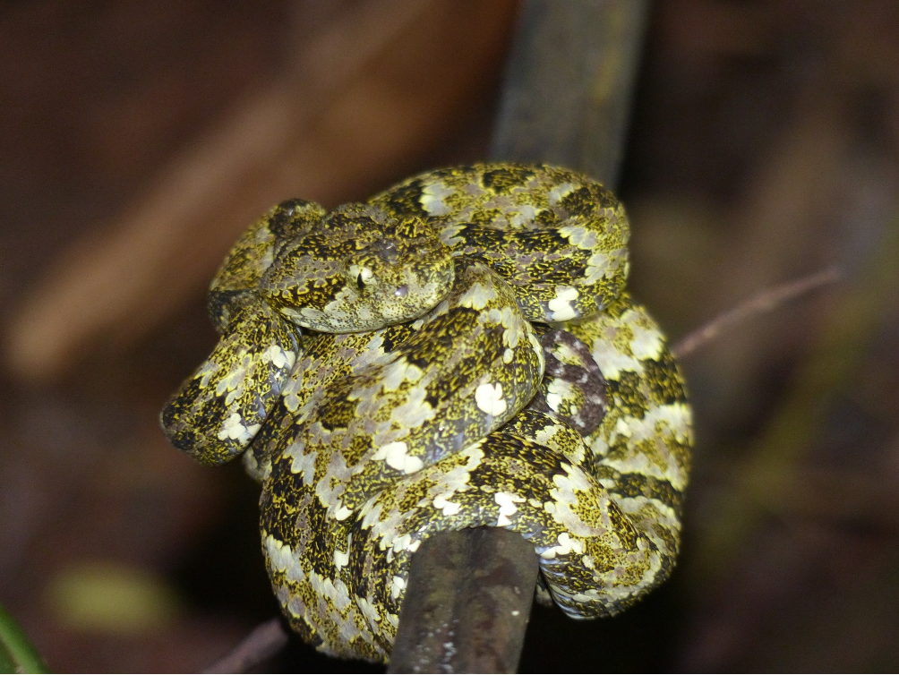 ECR feature: Alexandre Réjaud on diversification of Amazonian frogs ...
